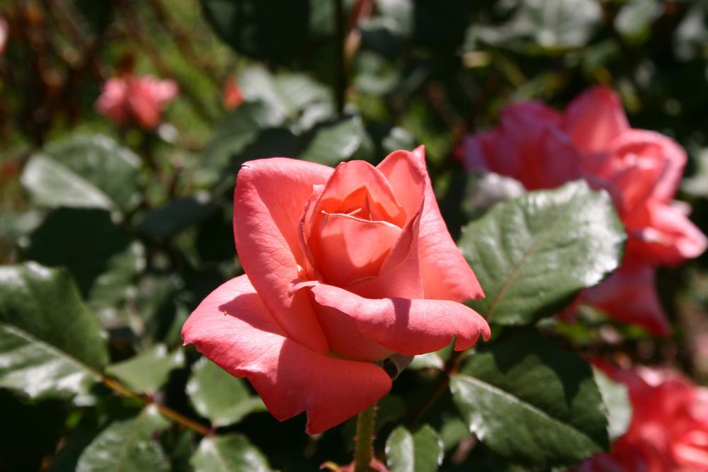 Photo of the bloom of Rose (Rosa 'Sonia') posted by jon - Garden.org
