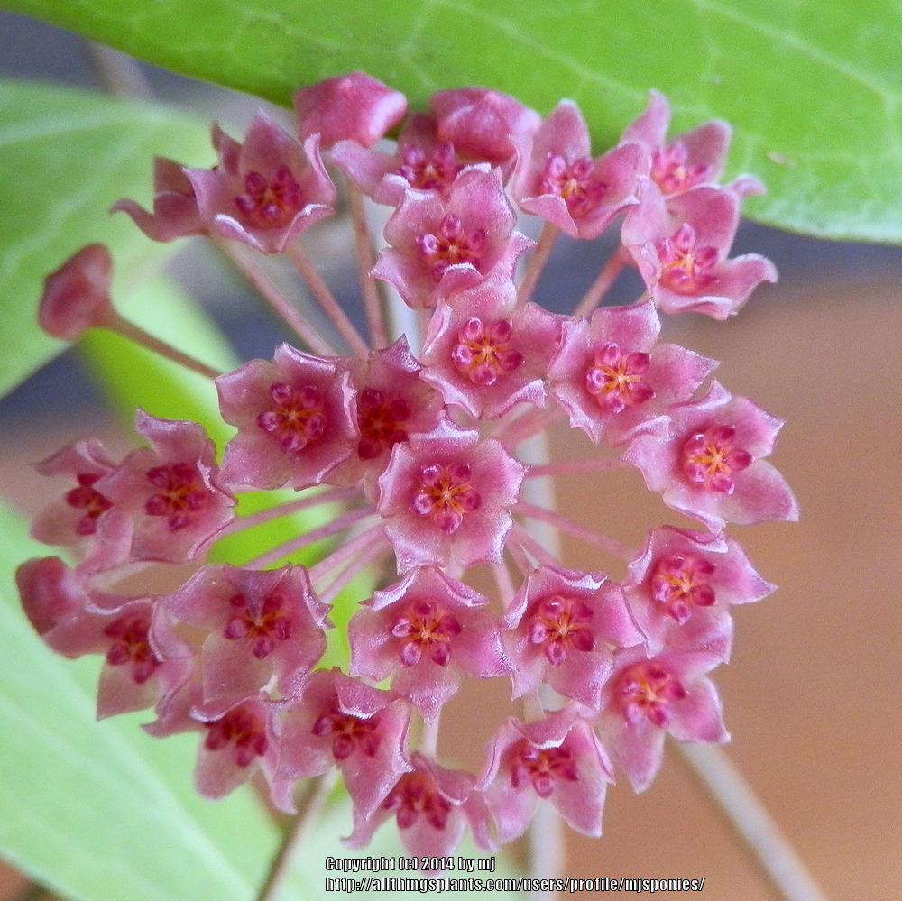 Hoyas: Plant Care and Collection of Varieties - Garden.org