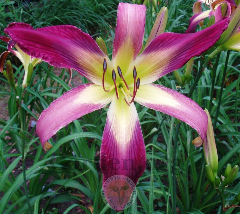 Daylily (Hemerocallis 'Small World My Funny Valentine') in the ...