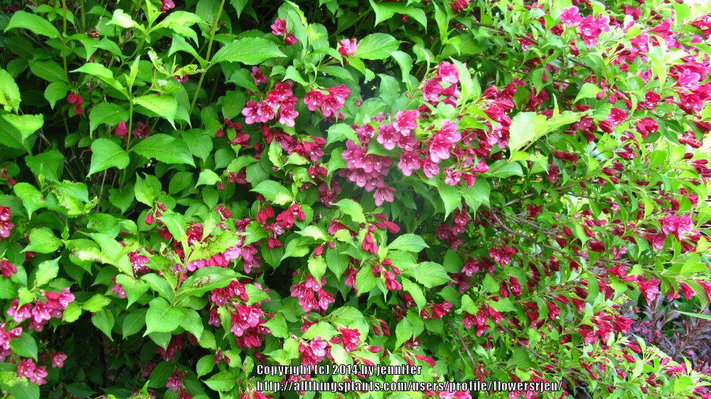 Weigela Ghost