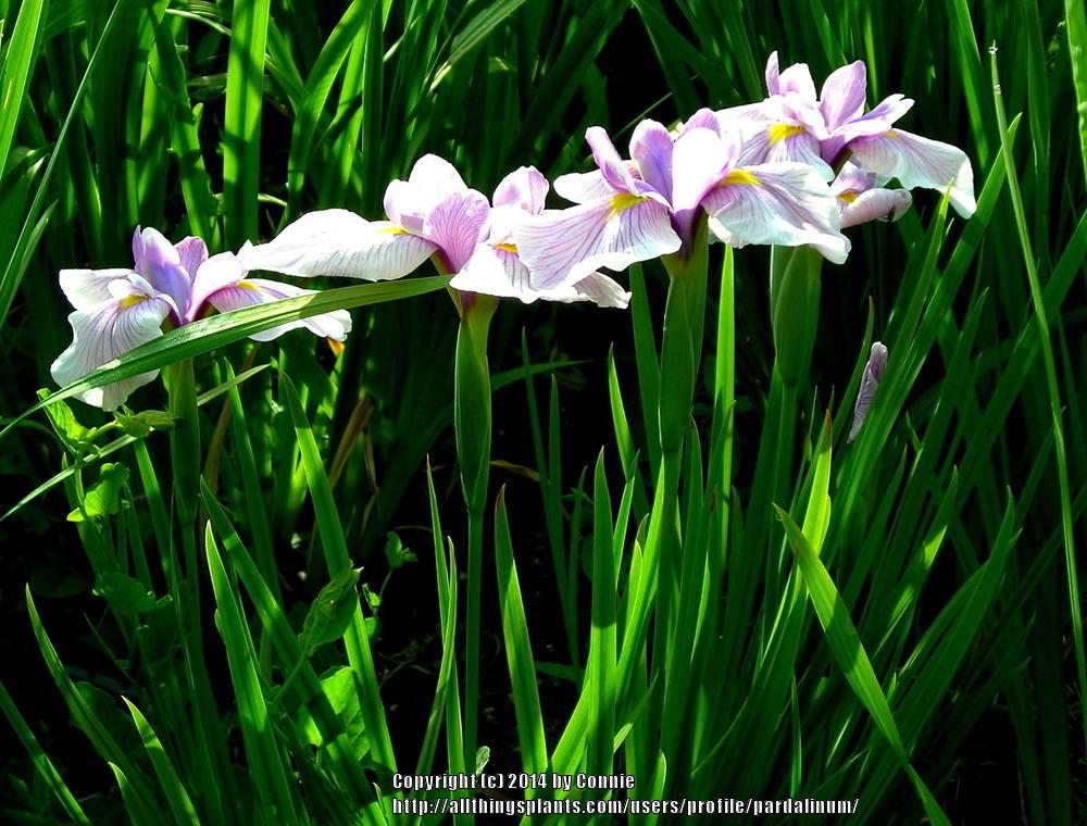 Japanese Iris (Iris ensata 'Springtime Melody') in the Irises Database ...