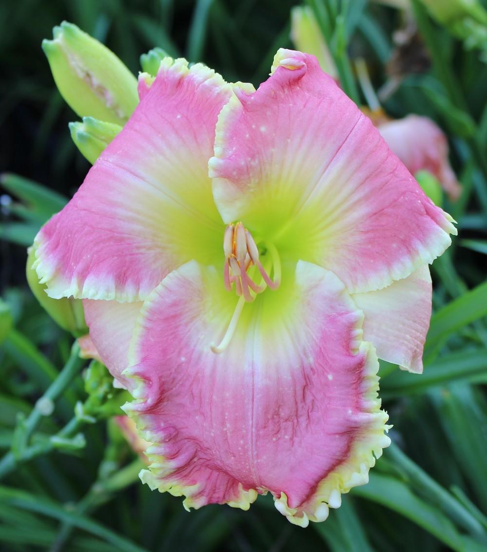 Daylily (Hemerocallis 'Jurassic Pink') in the Daylilies Database ...