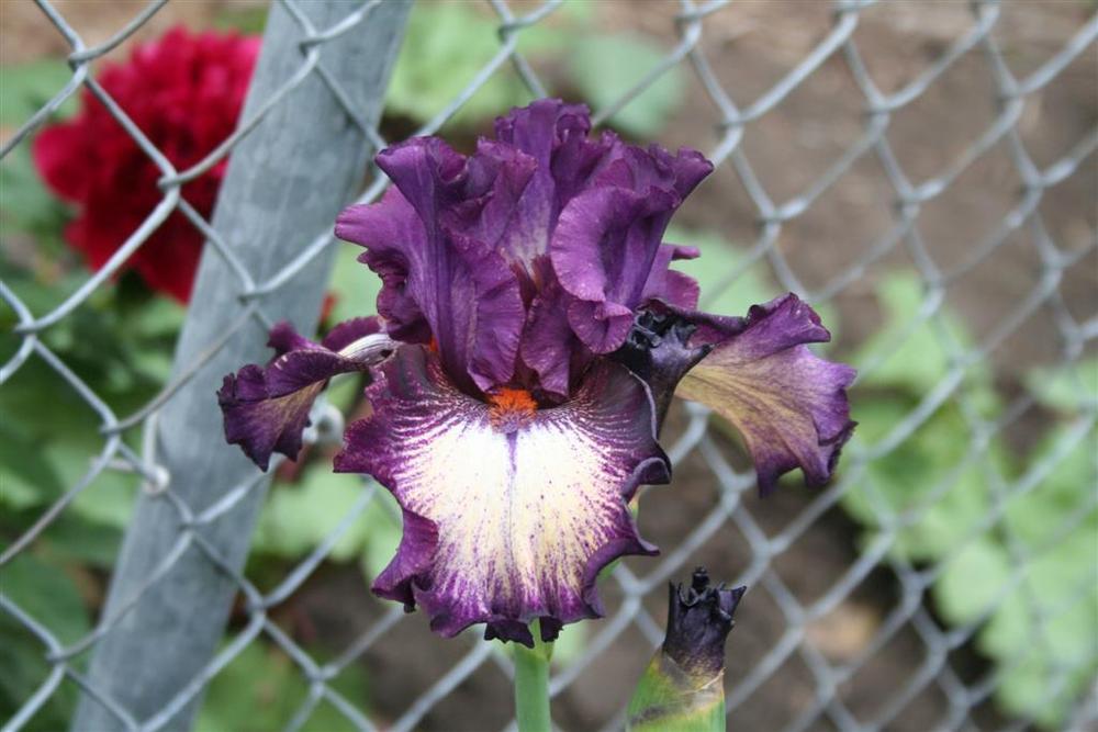 Photo of the bloom of Tall Bearded Iris (Iris 'Deep Currents') posted ...