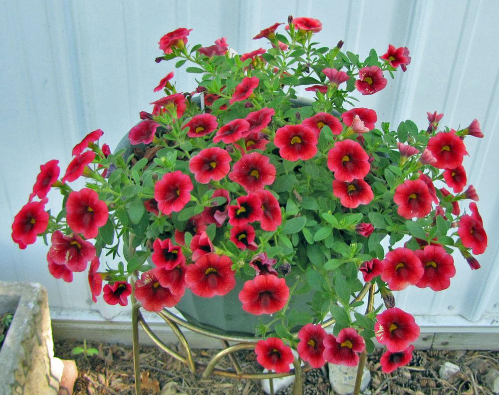 Calibrachoas: Plant Care and Collection of Varieties - Garden.org