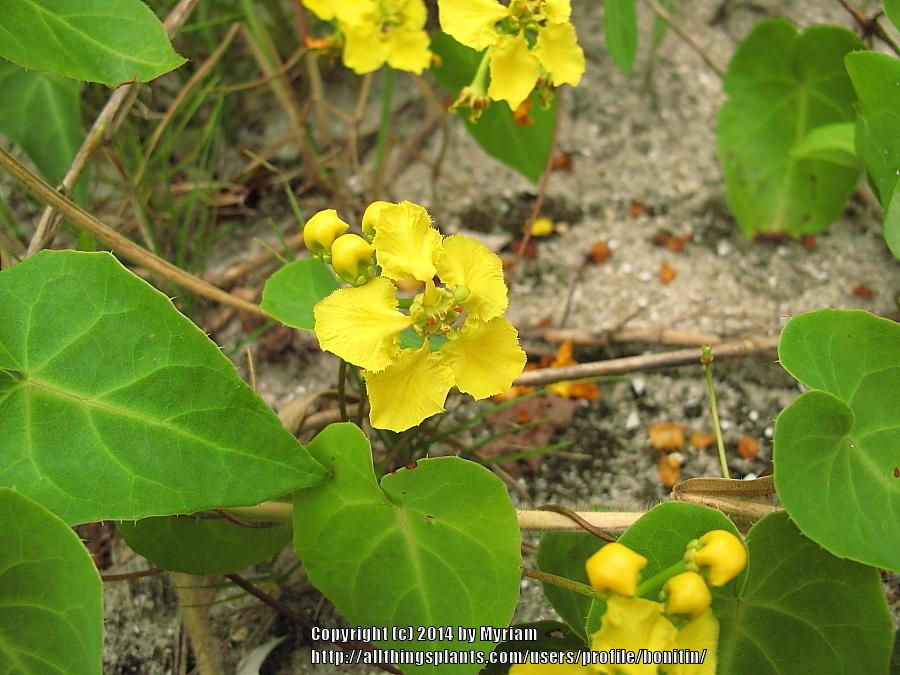 Photo of the bloom of Brazilian Golden Vine (Stigmaphyllon ciliatum ...