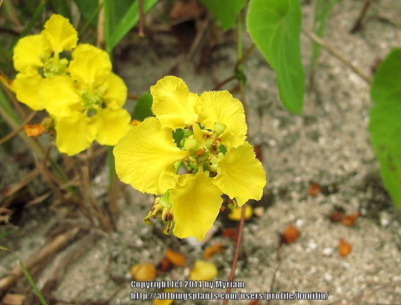 Photo of the bloom of Brazilian Golden Vine (Stigmaphyllon ciliatum ...