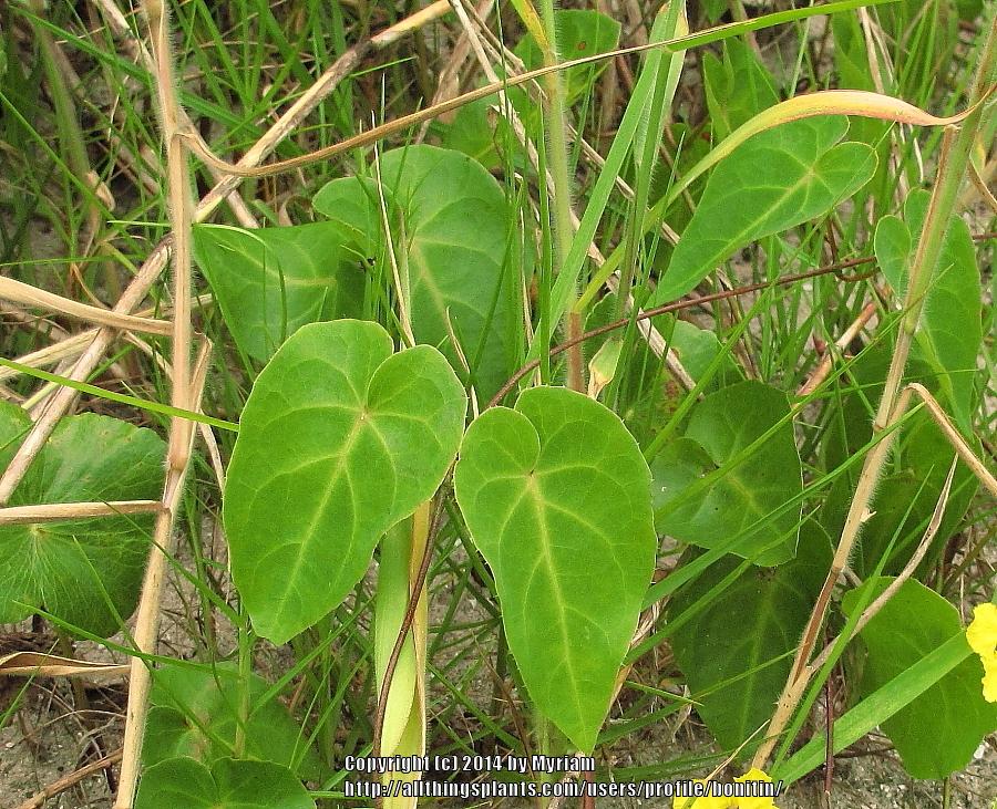 Photo of the leaves of Brazilian Golden Vine (Stigmaphyllon ciliatum ...