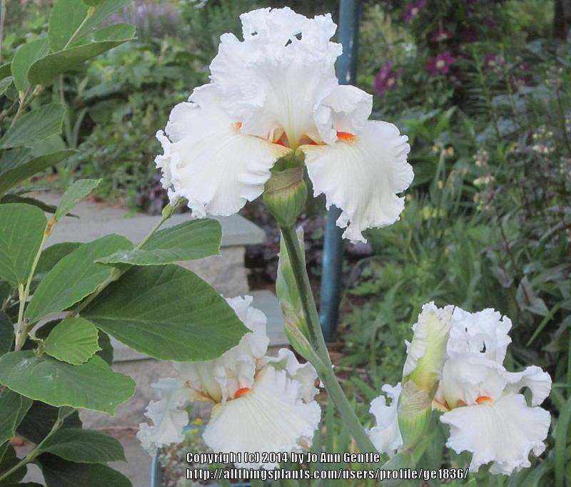 Photo of the entire plant of Tall Bearded Iris (Iris 'Catch a Star ...