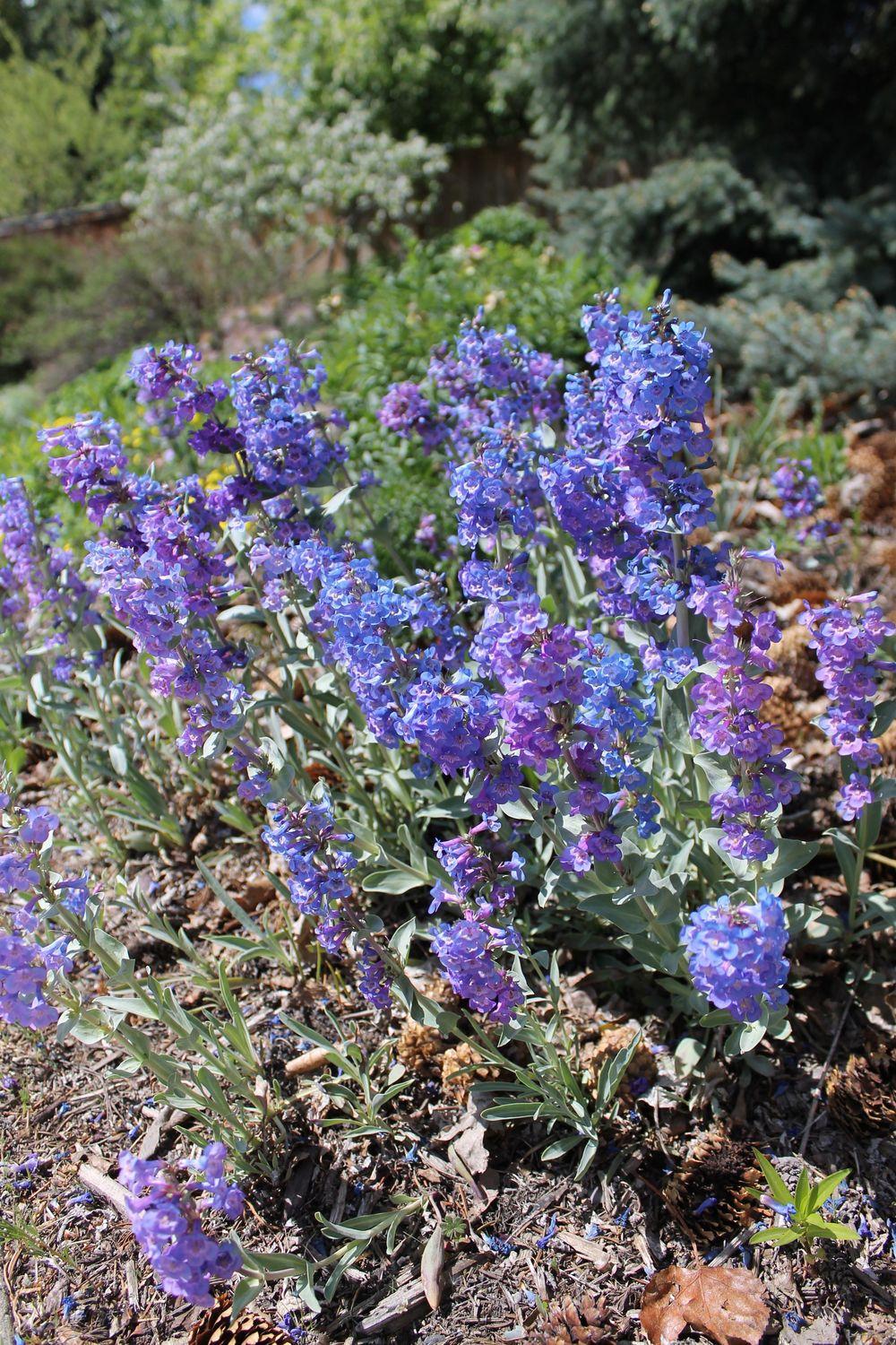 Penstemon Nitidus