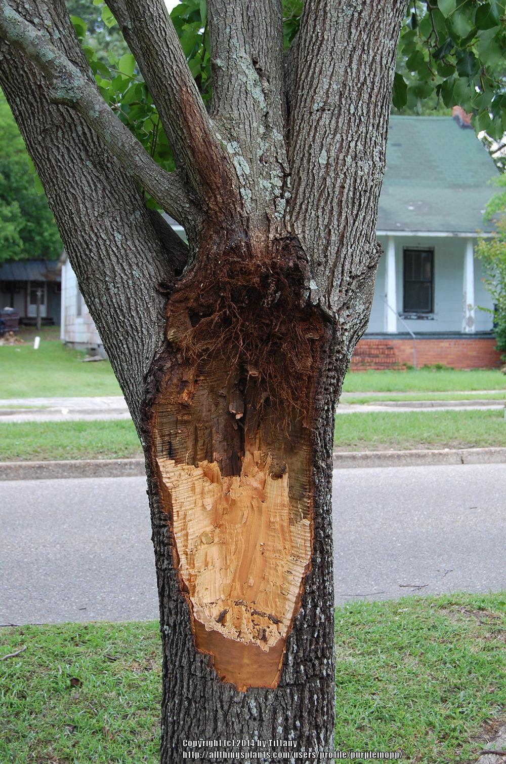 Photo of the stem, scape, stalk or bark of Bradford Pear (Pyrus ...