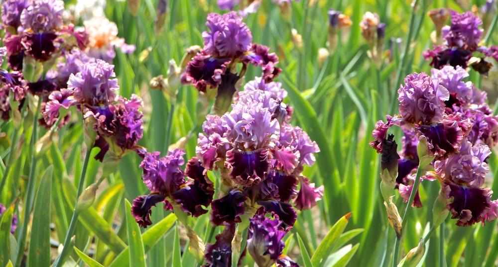 Photo of the bloom of Tall Bearded Iris (Iris 'Electric Candy') posted ...