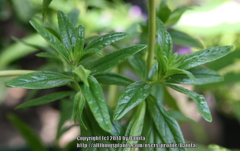 Photo of the leaves of Sticky Monkey Flower (Diplacus aurantiacus ...