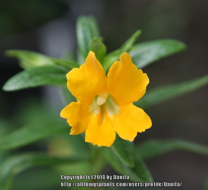 Sticky Monkey Flower (Diplacus aurantiacus 'Buttercup') - Garden.org