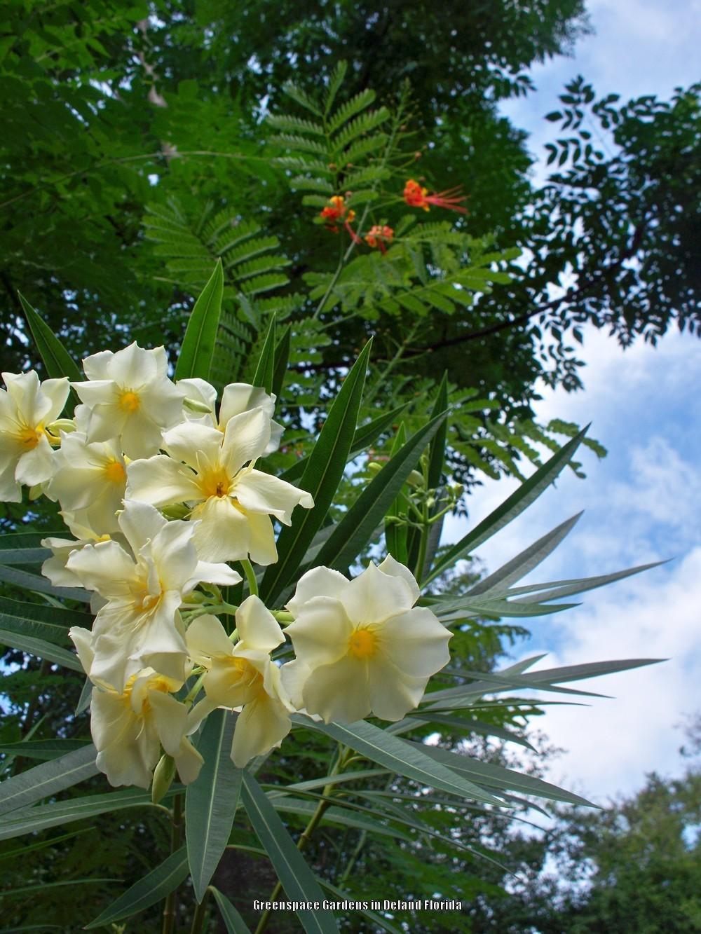 Oleander (Nerium oleander 'Isle of Capri') in the Oleanders Database ...