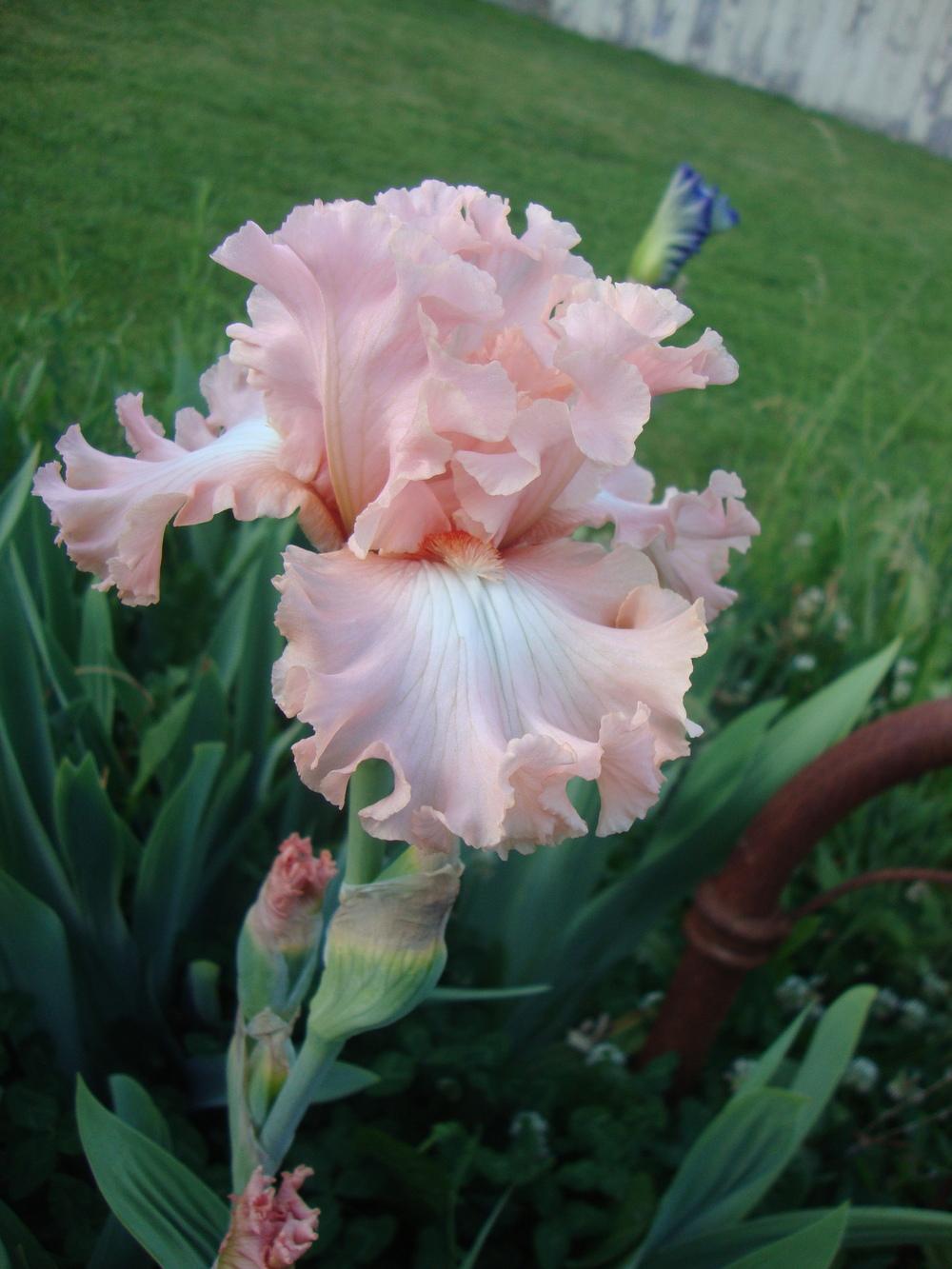 Photo of the bloom of Tall Bearded Iris (Iris 'Kitty Kay') posted by ...