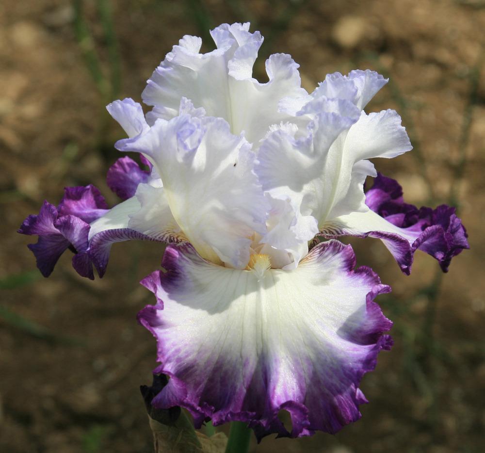 Photo of the bloom of Tall Bearded Iris (Iris 'Center Ice') posted by ...