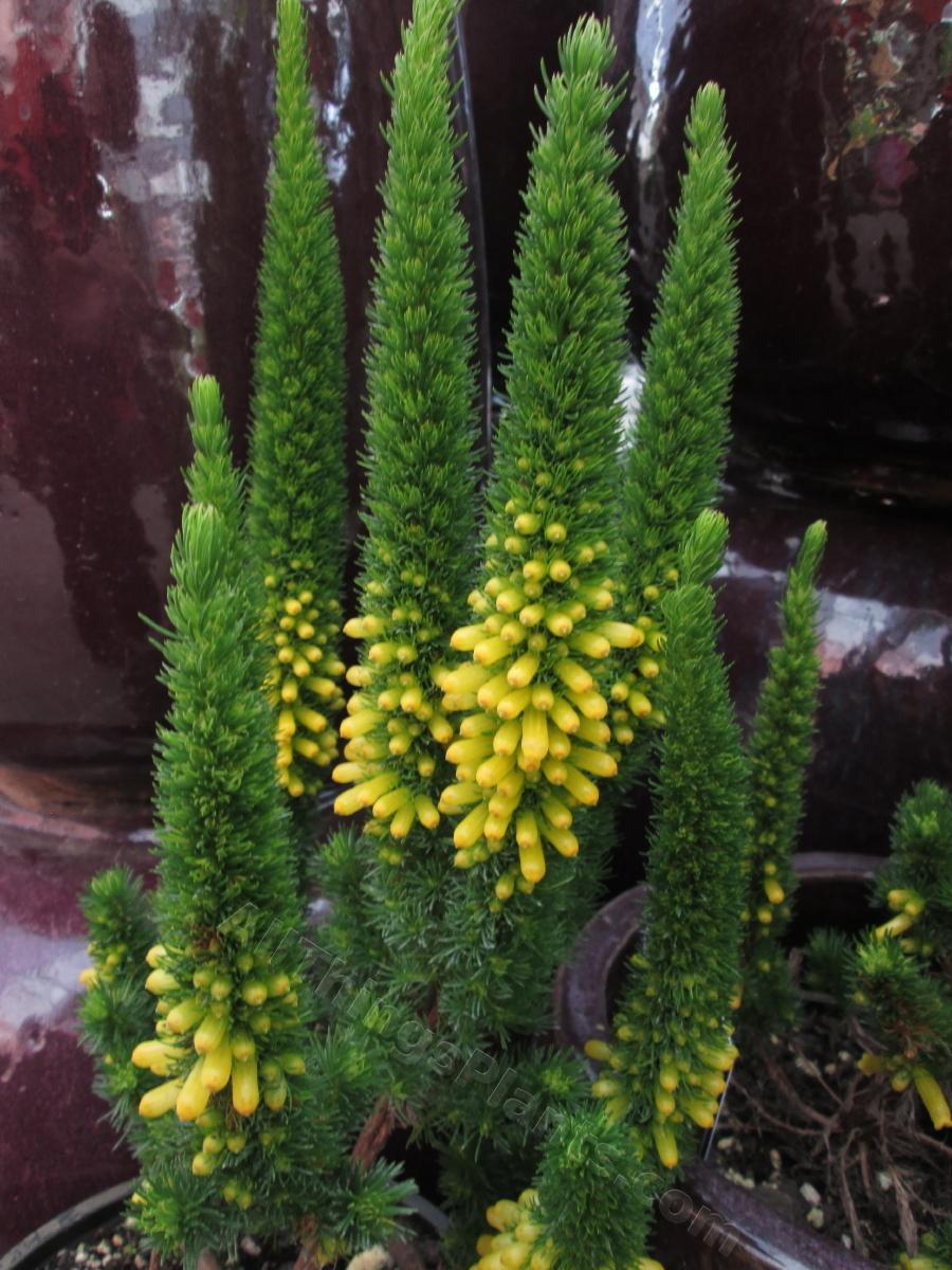 Mealie Heath (Erica abietina subsp. abietina) - Garden.org