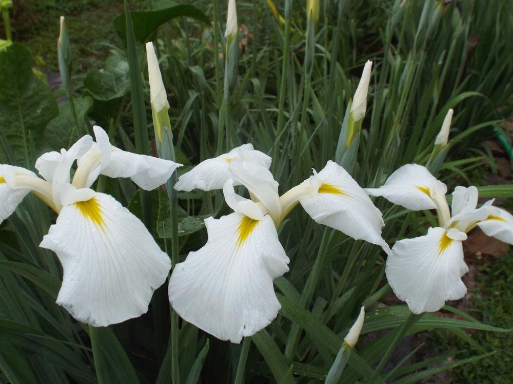 Japanese Iris (Iris ensata 'Henry's White') in the Irises Database ...