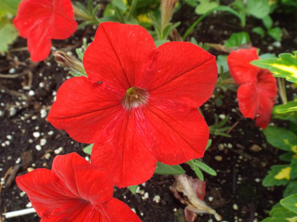 Petunias: Plant Care and Collection of Varieties - Garden.org