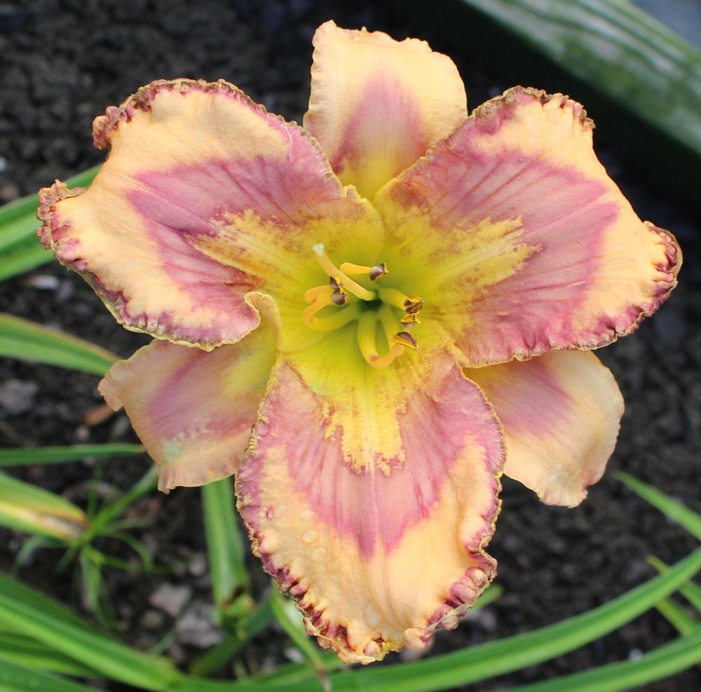 Daylily (Hemerocallis 'Tempest in a Teacup') in the Daylilies Database ...