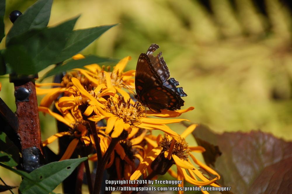 Ligularias: Plant Care and Collection of Varieties - Garden.org