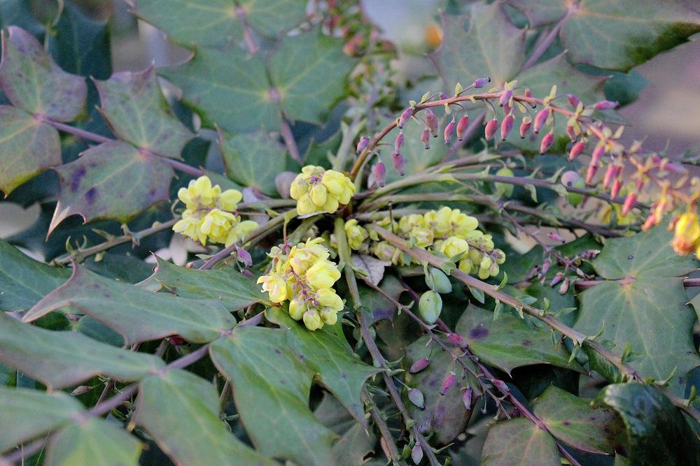 Photo of the bloom of Japanese Mahonia (Mahonia japonica) posted by ...