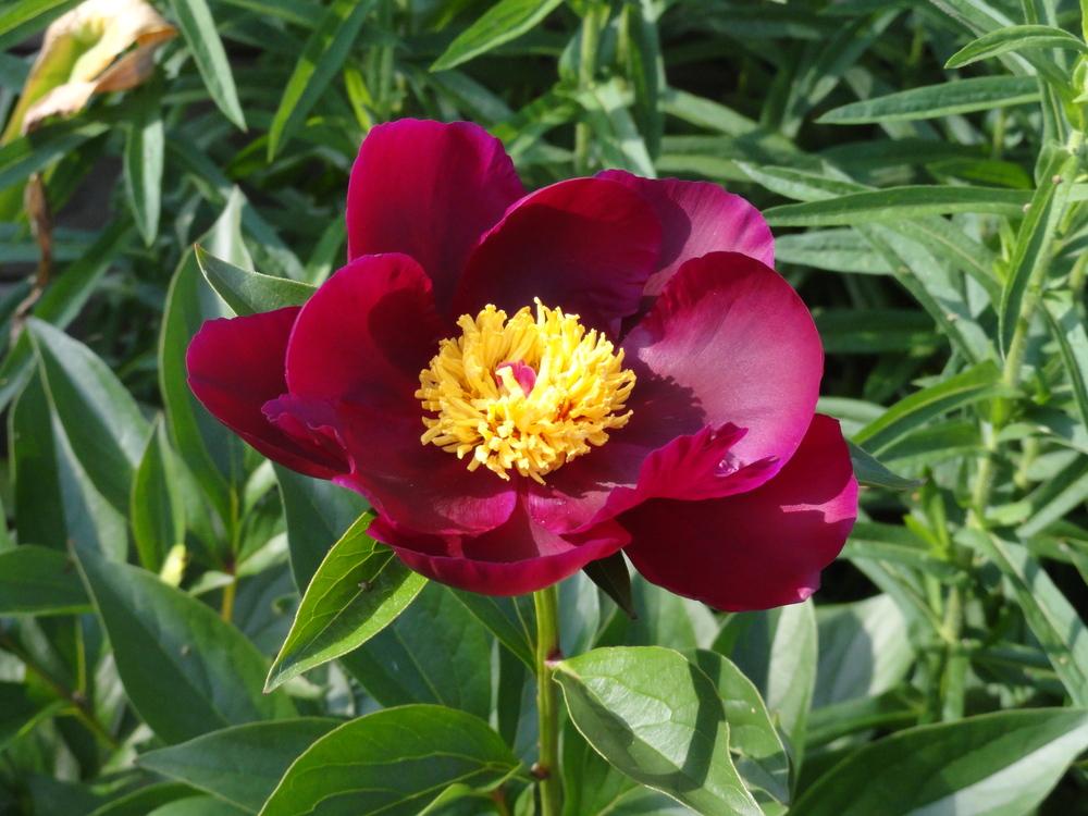 Peony (Paeonia 'Miss Mary') in the Peonies Database - Garden.org