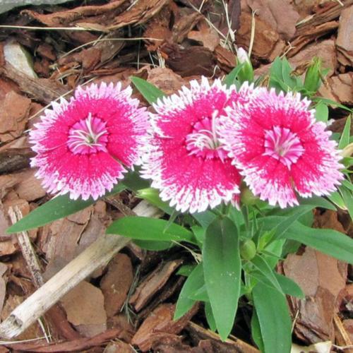 Dianthus Floral Lace™ Rose in the Dianthus Database - Garden.org