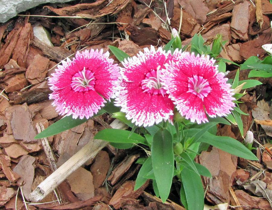 Dianthus Floral Lace™ Rose in the Dianthus Database - Garden.org
