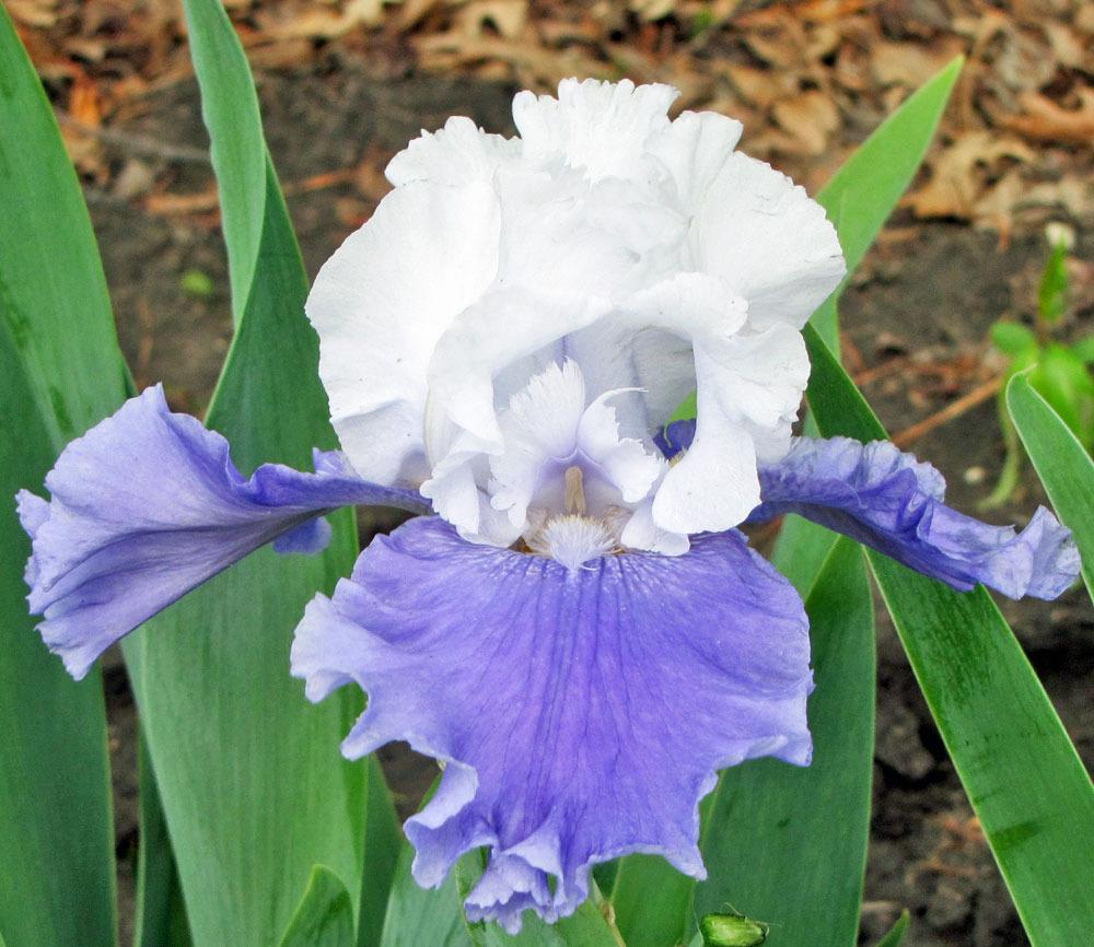 Photo of the bloom of Tall Bearded Iris (Iris 'Sierra Grande') posted ...
