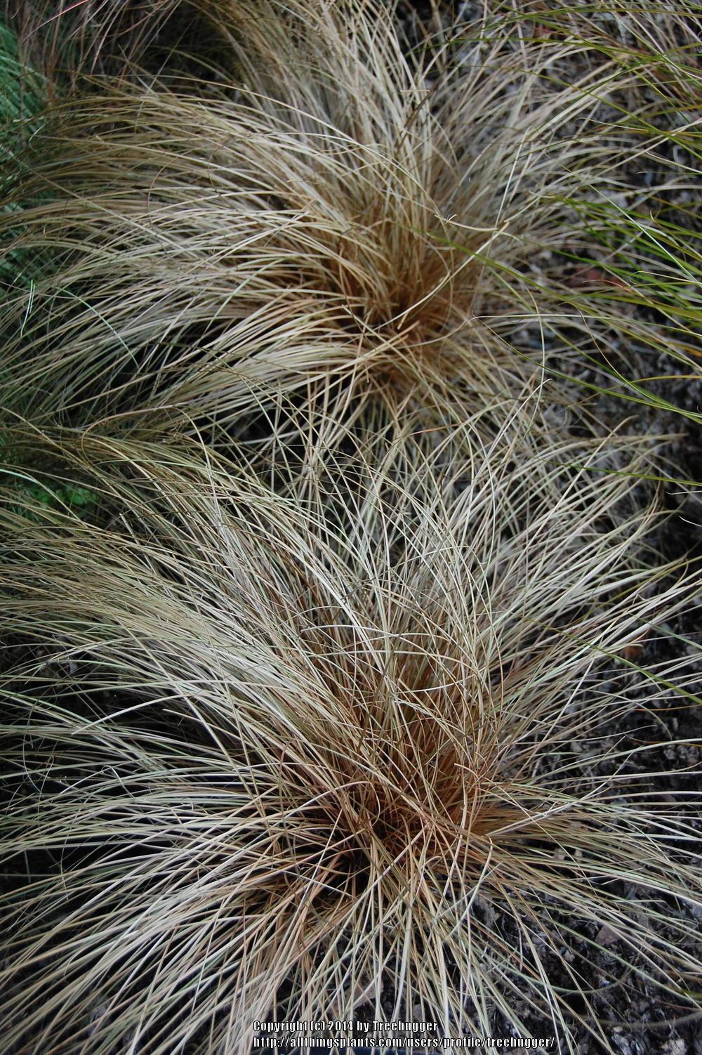 New Zealand Hair Sedge (Carex comans 'Bronze') in the Sedges Database ...