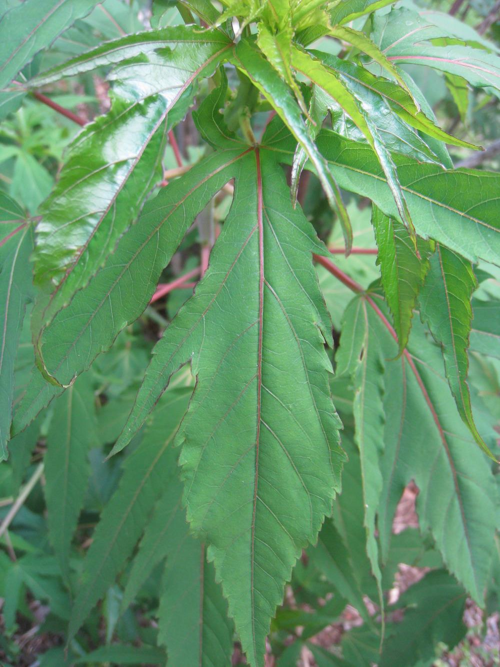 Help! in the Plant ID forum - Garden.org