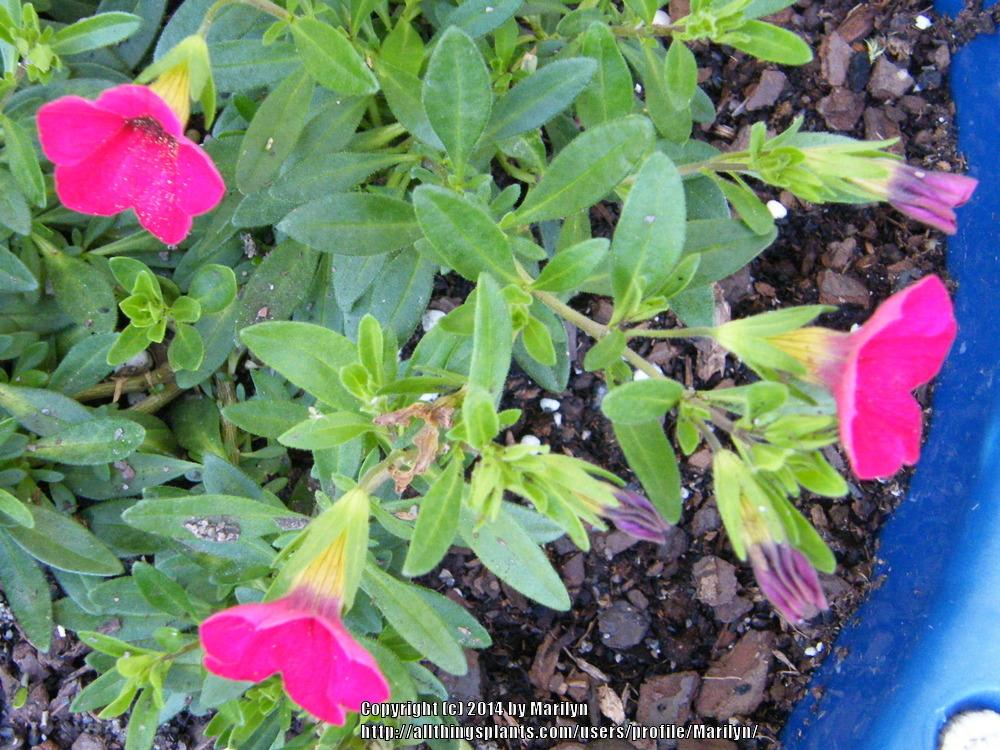 Photo of the closeup of buds, sepals and receptacles of Million Bells ...