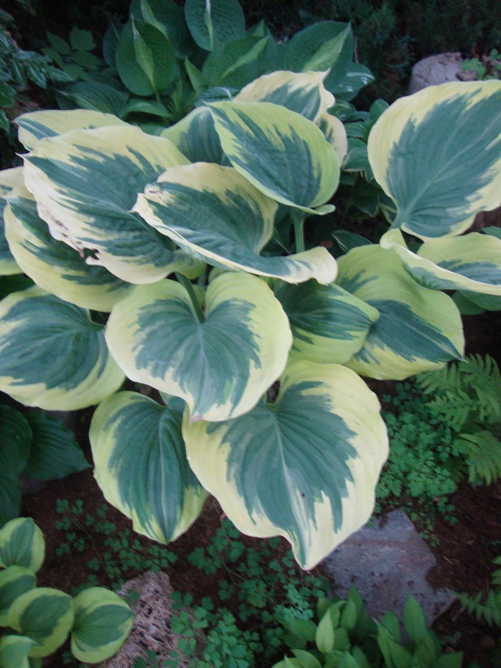 Photo of the entire plant of Hosta 'Liberty' posted by Paul2032 ...