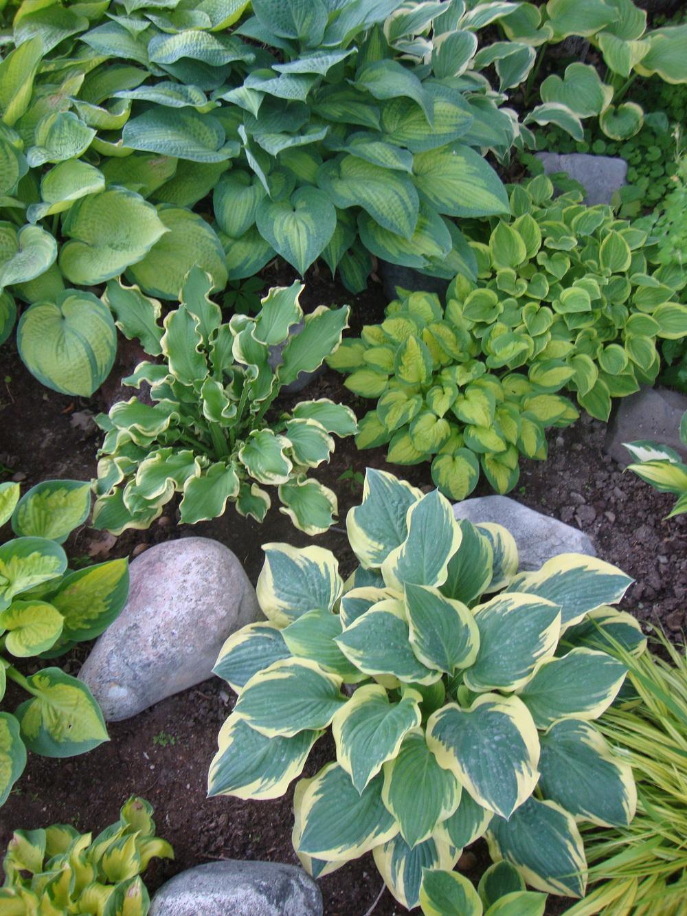 My favorite Hosta bed....... in the Hostas forum - Garden.org