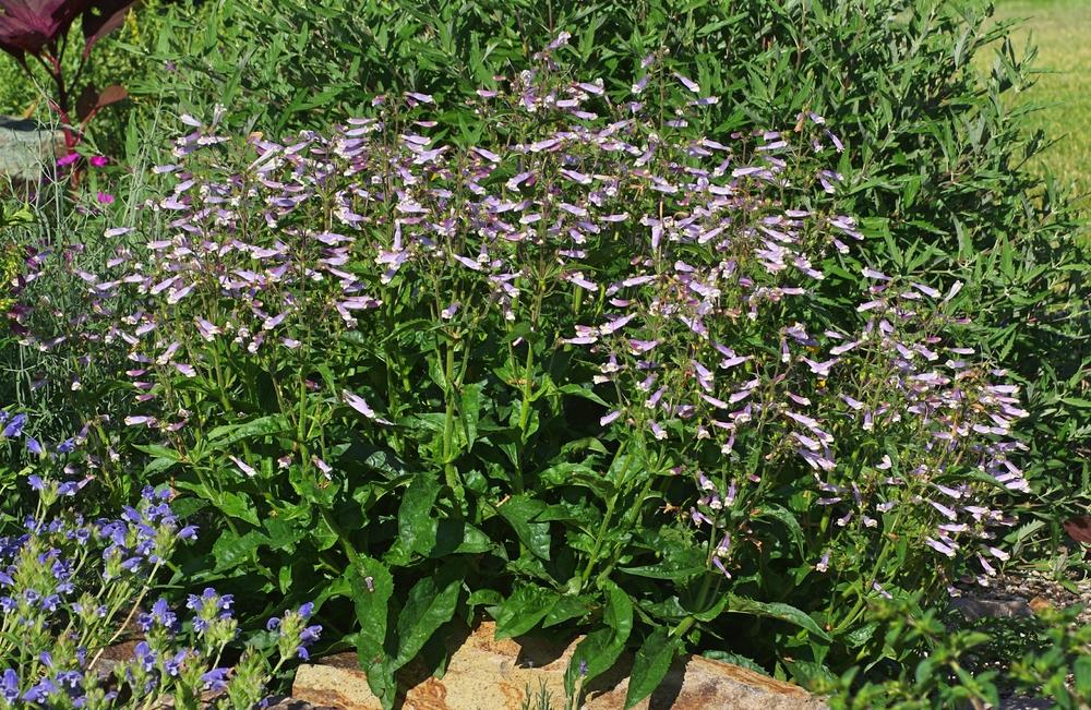Photo of the entire plant of Hairy Beardtongue (Penstemon hirsutus ...