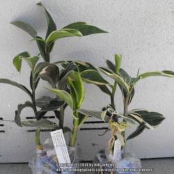 Variegated Spiral Ginger (Costus arabicus 'Variegatus') - Garden.org