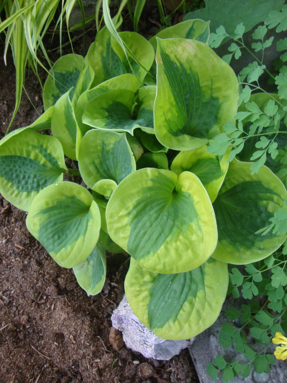 Hosta 'Tropical Storm' in the Hostas Database - Garden.org