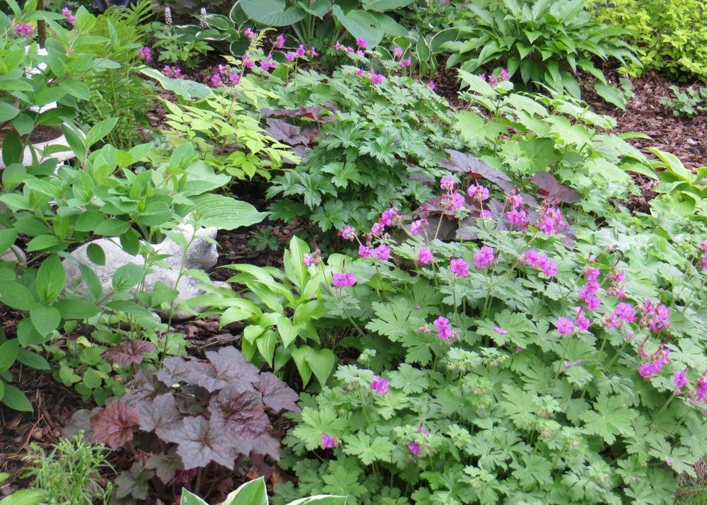 Rock Crane's-bill (Geranium macrorrhizum 'Bevan's Variety') in the ...