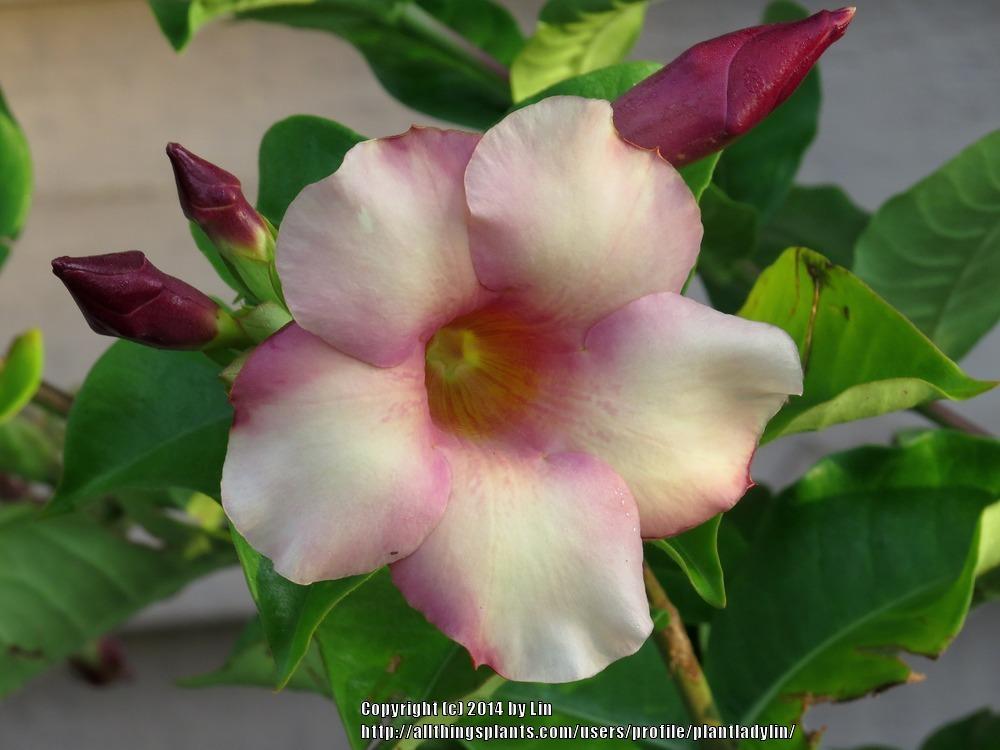 Allamanda (Allamanda cathartica 'Chocolate Cream') - Garden.org