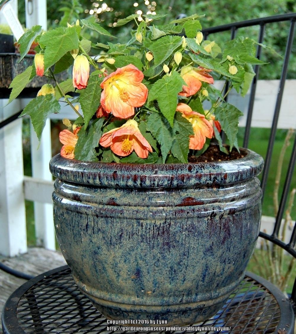 Abutilons: Plant Care and Collection of Varieties - Garden.org
