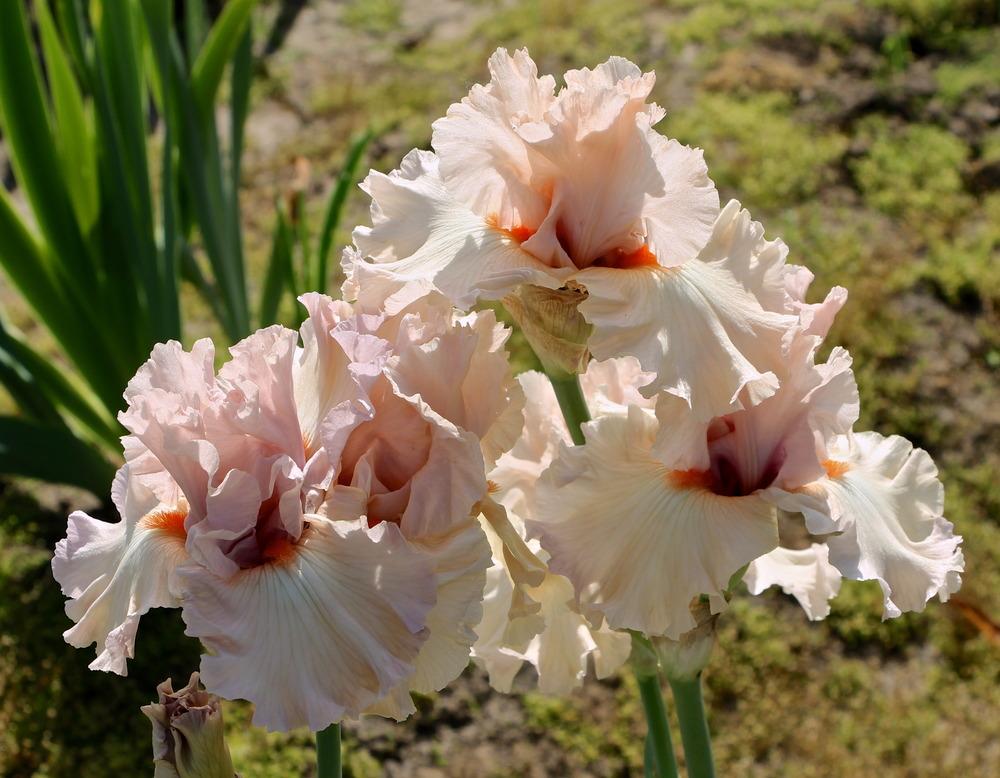 Photo of the bloom of Tall Bearded Iris (Iris 'Peacekeeper') posted by ARUBA1334 - Garden.org