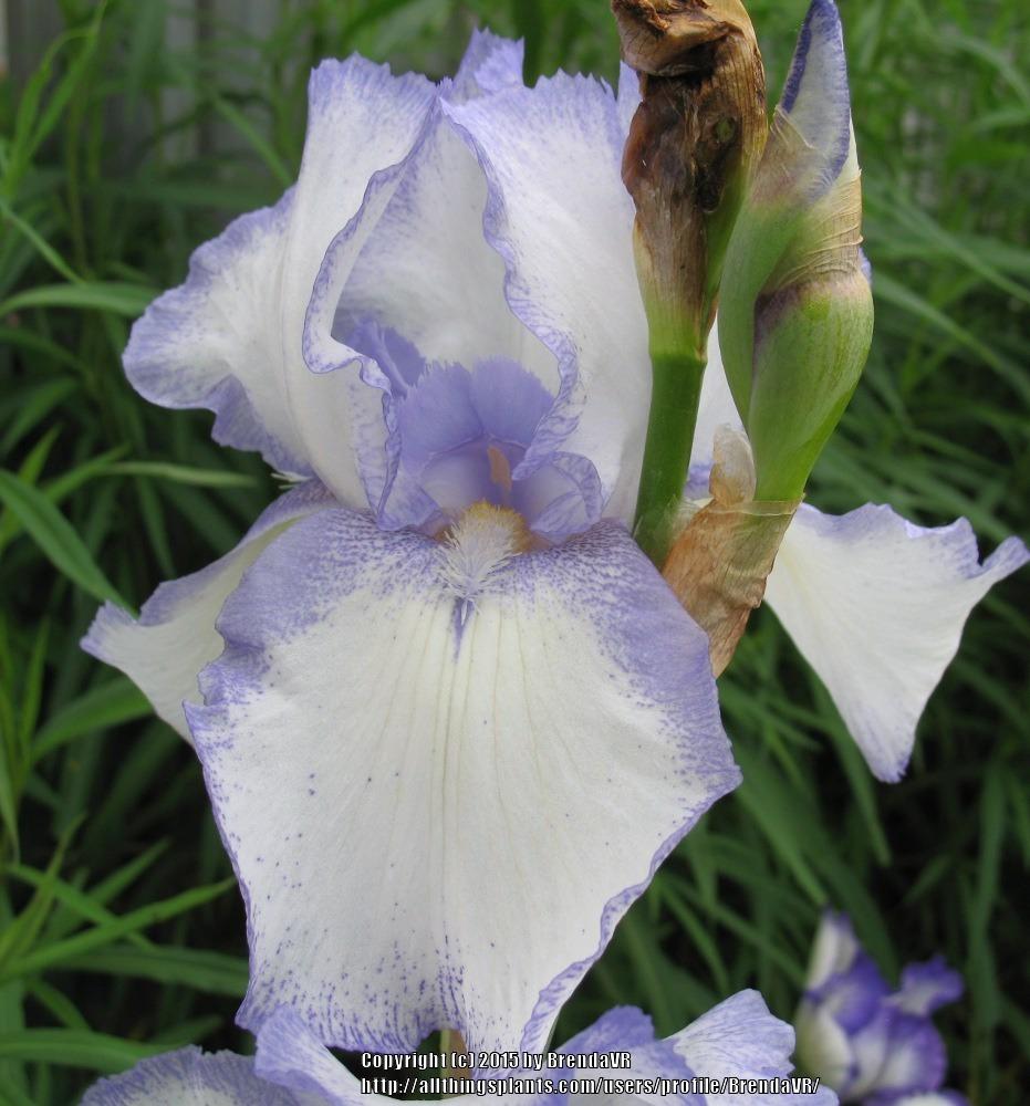 Tall Bearded Iris (Iris 'Ribbon Round') in the Irises Database - Garden.org