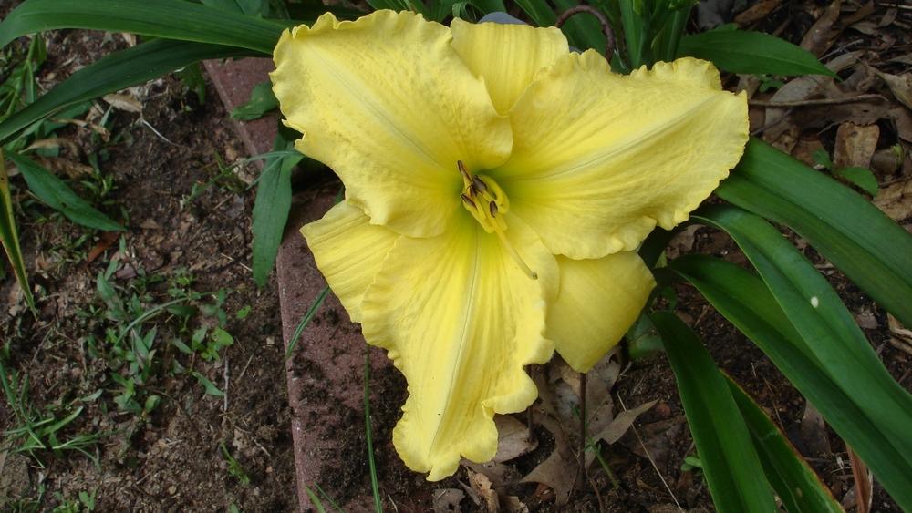 Daylily (Hemerocallis 'Chinese Lemon') in the Daylilies Database ...