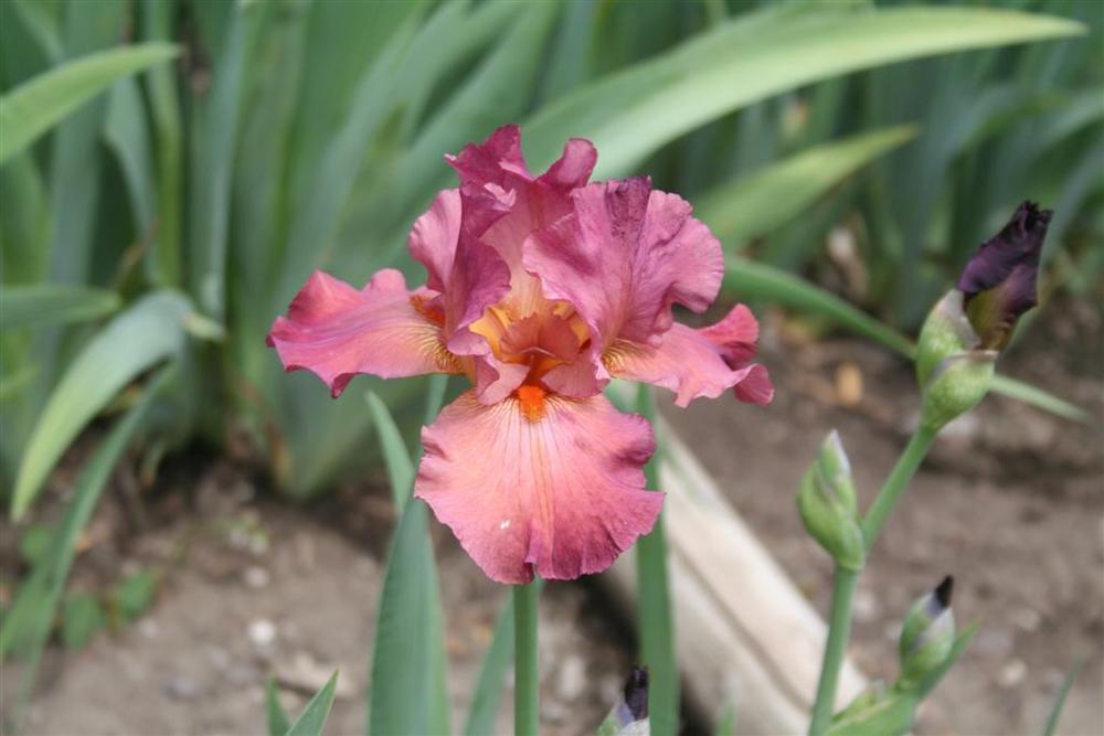 Photo of the bloom of Tall Bearded Iris (Iris 'Lady Friend') posted by ...