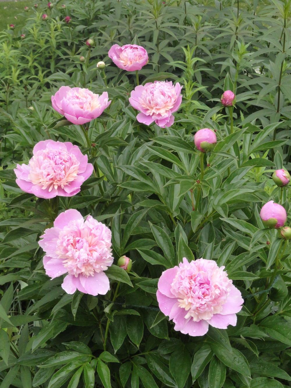 Peony (Paeonia lactiflora 'Edulis Superba') in the Peonies Database ...