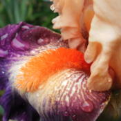 Tall Bearded Iris (Iris 'Chevalier de Malte') in the Irises Database ...