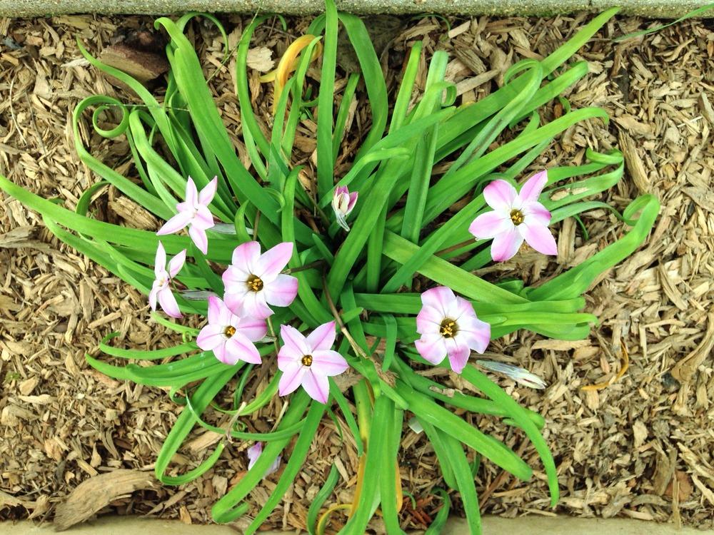 Spring Starflower (Ipheion uniflorum 'Charlotte Bishop') - Garden.org
