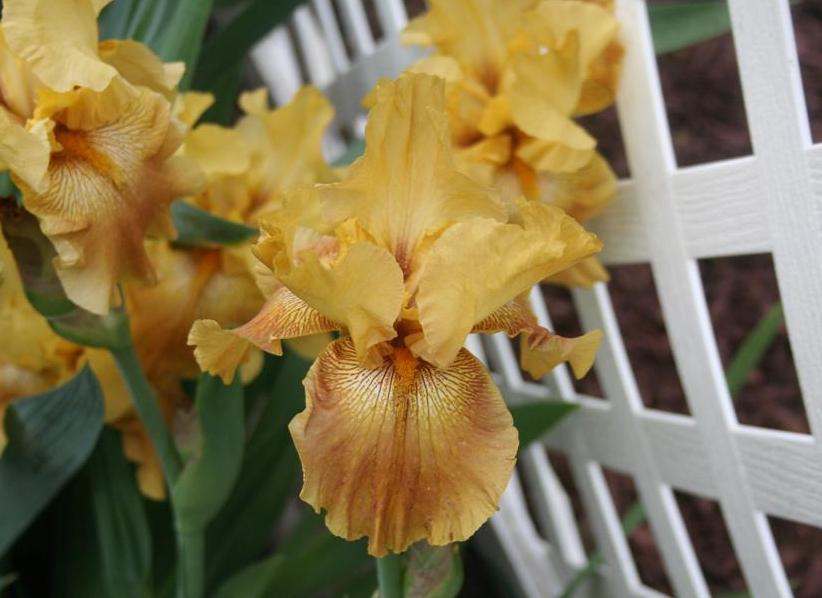 Tall Bearded Iris (Iris 'Madeline Ruth') in the Irises Database - Garden.org