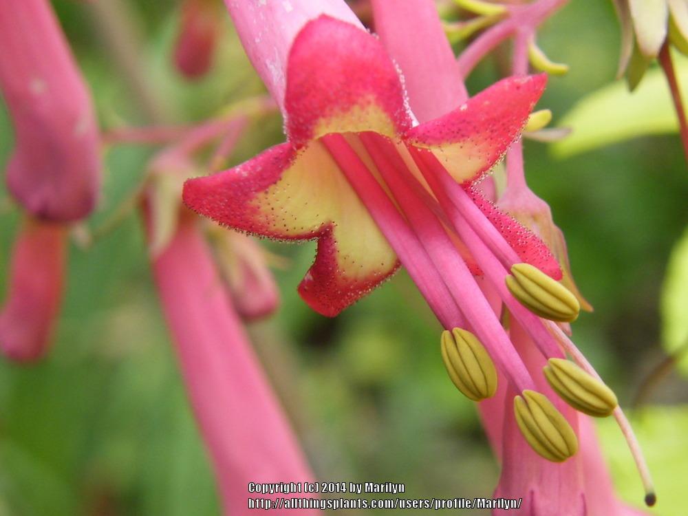 Cape Fuchsia (Phygelius 'Sunshine') - Garden.org